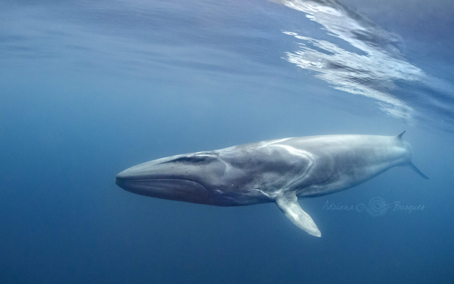 Le rorqual commun (physale) - the lost cetacean